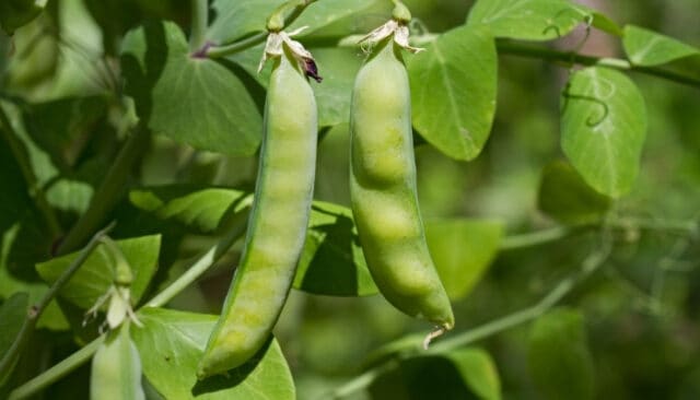 12 Best Ginger Companion Plants + Easy Planting Guide