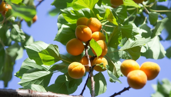 17 of the Fastest-Growing Fruit Trees for Your Backyard!
