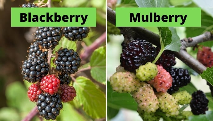 How To Correctly Identify a Mulberry Tree (& Look-Alikes)