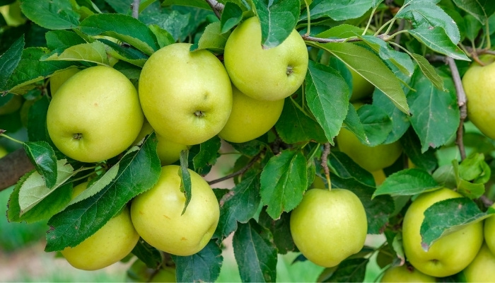 Apple Tree Varieties: 21 Popular Options for Home Growers