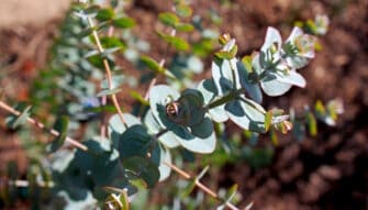 Eucalyptus Companion Plants: 13 Planting Ideas for Success
