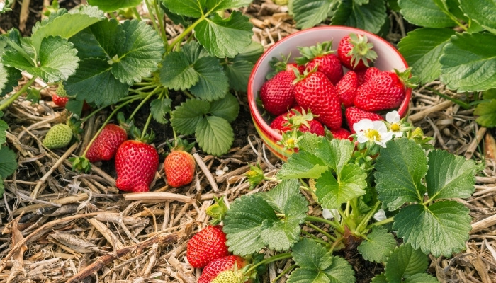 15 Top Companion Plants for Peach Trees (& 5 To Avoid)