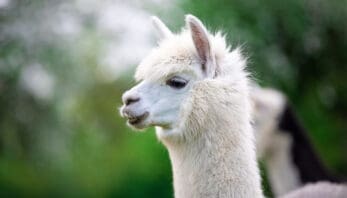Do Alpacas Spit? Why, Warning Signs and How To Avoid It
