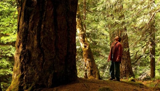 How Much Does a Tree Weigh? Easy Formula & Affecting Factors