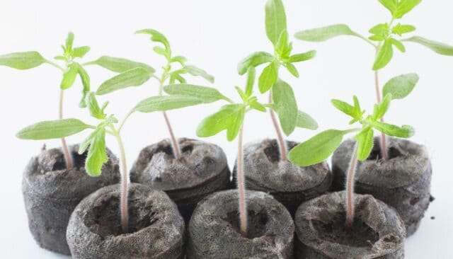 Tomato Plants Turning Purple: 8 Reasons Why and What To Do