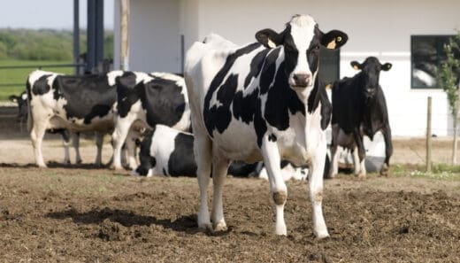 Most Profitable Farm Animal: Top 12 Lucrative Choices