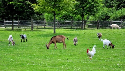 Most Profitable Farm Animal: Top 12 Lucrative Choices
