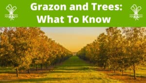 Will Grazon Kill Trees? What To Know Before Spraying