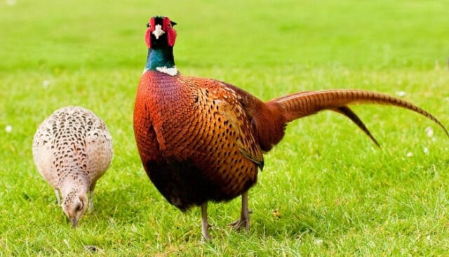 Most Profitable Farm Animal: Top 12 Lucrative Choices