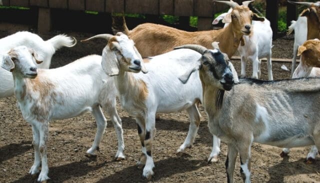 Most Profitable Farm Animal: Top 12 Lucrative Choices