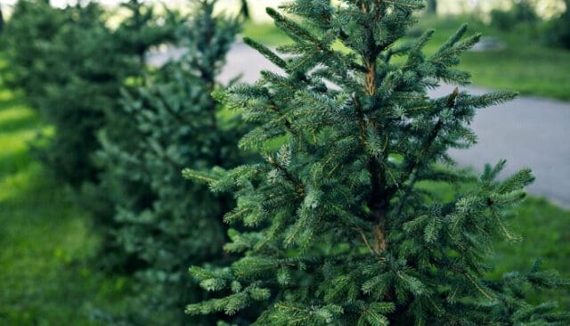 Do Pine Trees Need a Lot of Water? Complete Watering Guide