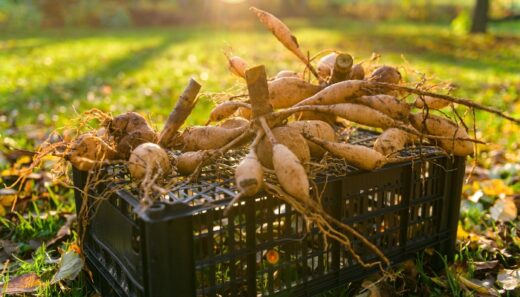 Broken Dahlia Tubers: How To Tell if They Are Worth Keeping