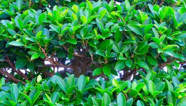 Indian Laurel Fig: Appearance, Size, Care, Problems & More