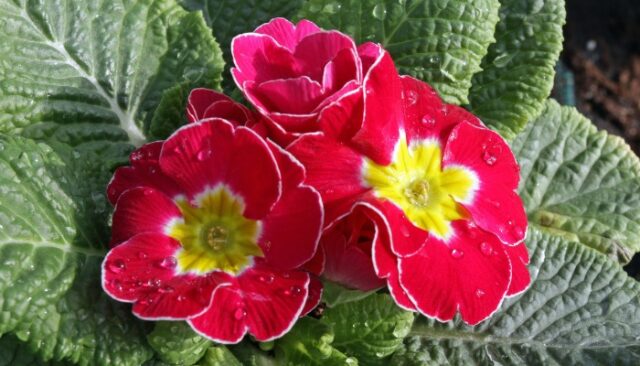 When Does Primrose Die? Average Life Span & Key Care Tips