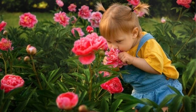 Guide to the Most Fragrant Peonies | 9 Recommendations