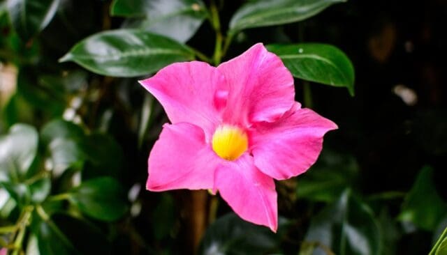 Mandevilla Cuttings - Guide for Success (+ 3 Other Methods)