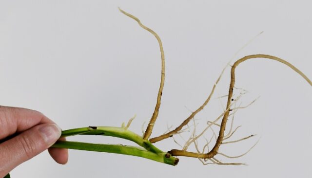 25 Best Plants for Stem Cuttings | Multiply Your Collection!