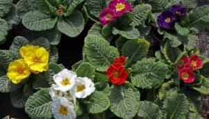 When Does Primrose Die? Average Life Span & Key Care Tips