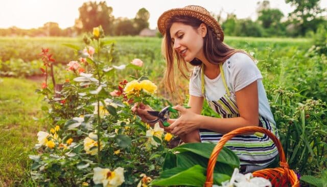 Here Is How To Get Rid of Bugs on Fresh-Cut Flowers (8 Ways)