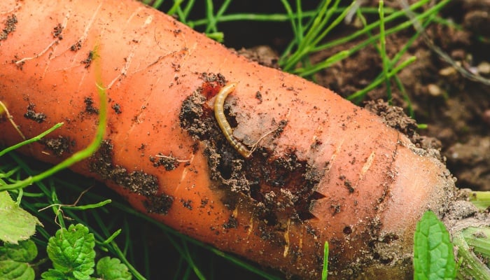 Parsley Pests: 10 Common Offenders & How To Get Rid of Them