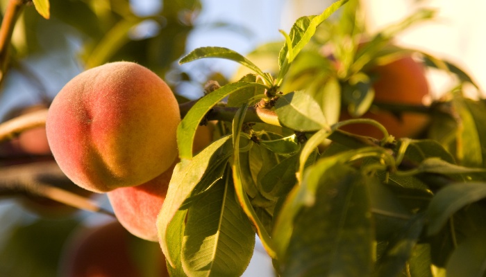 Patio Peach Trees | Facts, Fruiting, Care, Varieties & More