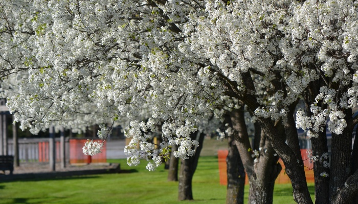 Pool Owners Beware - 26 Worst Trees To Plant Near Pool