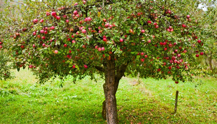 11 Best Trees for Deer + 8 Ideal Shrubs for Food & Cover