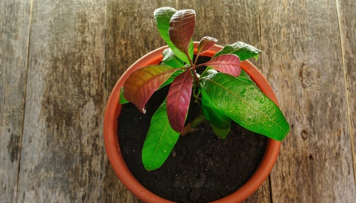Can I Grow a Mango Tree From a Pit? How To Plant Mango Seeds